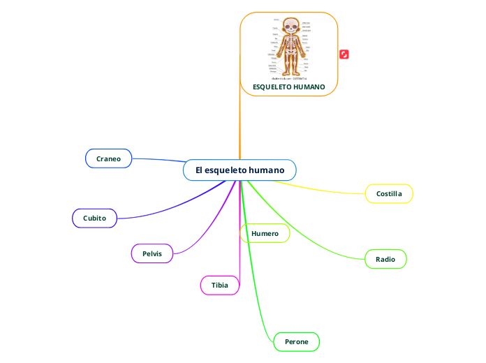 El esqueleto humano - Mind Map